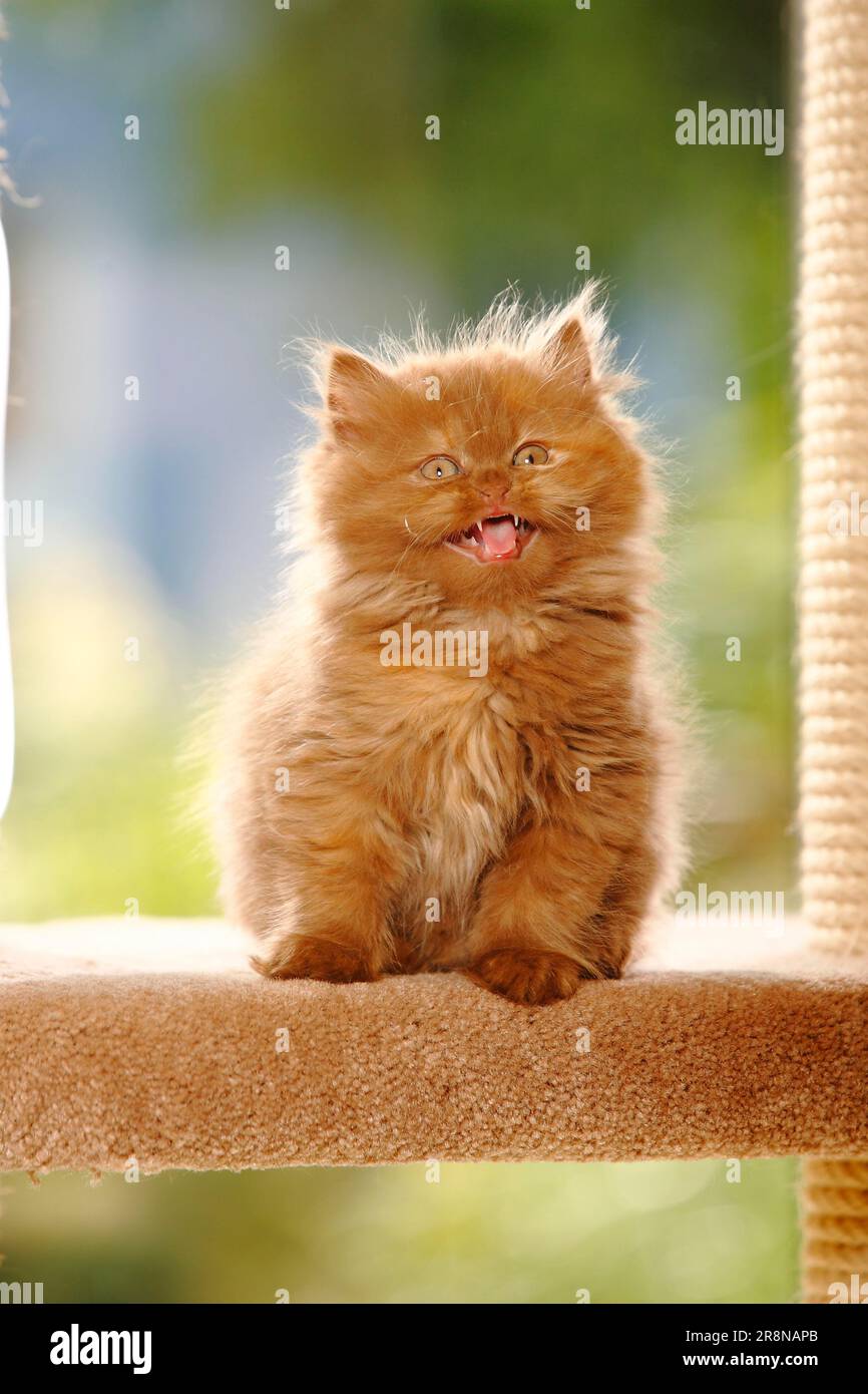 British longhair cat, kitten, cinnamon-tortie, Highlander, Lowlander ...