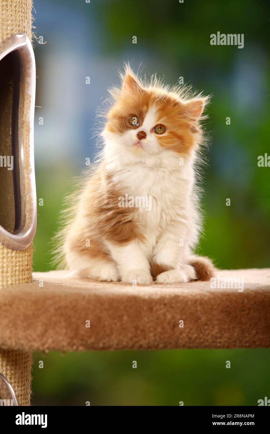 British longhair cat, kitten, cinnamon tortie-white, Highlander ...