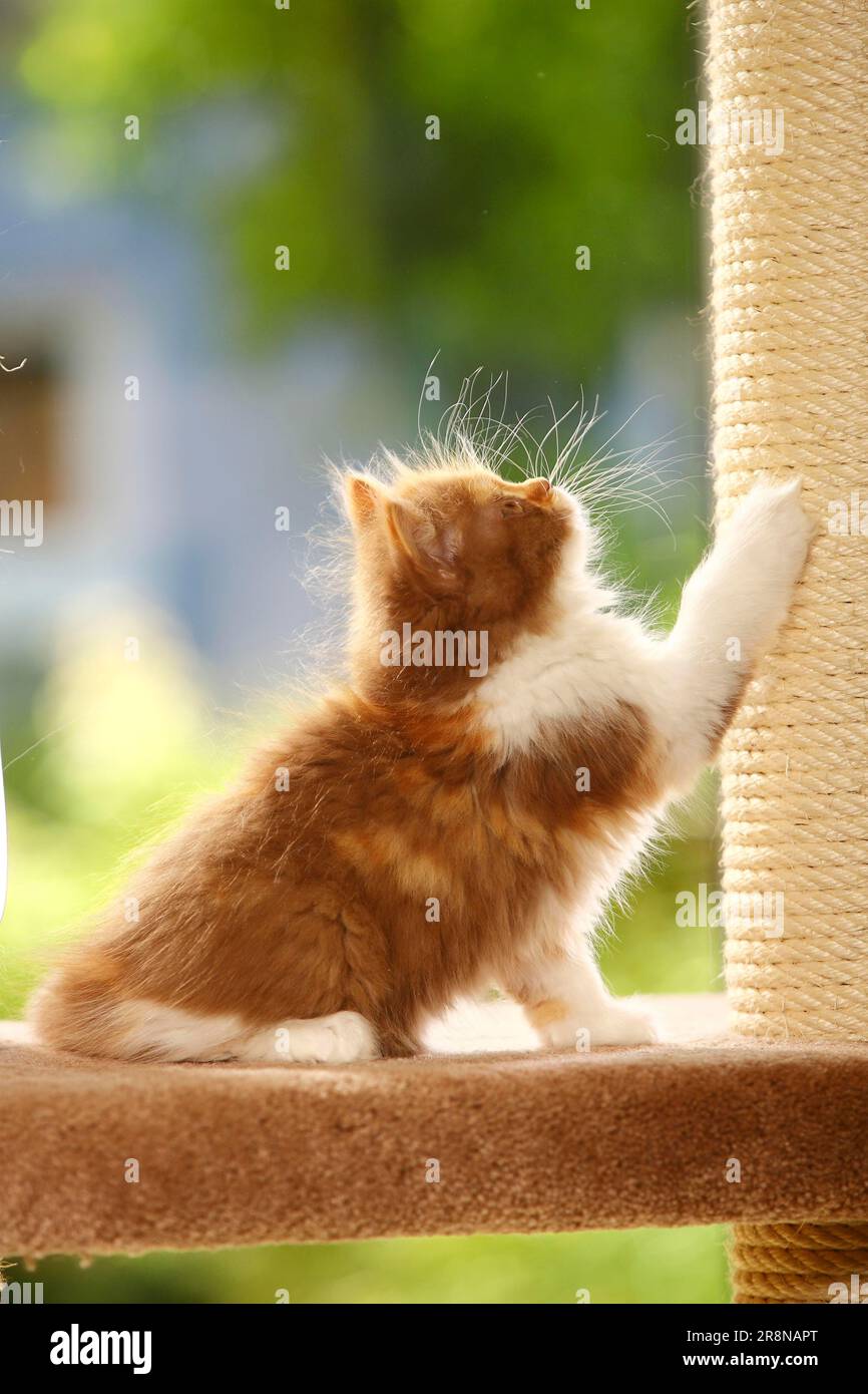 British longhair cat, kitten, cinnamon-tortie-white, Highlander ...