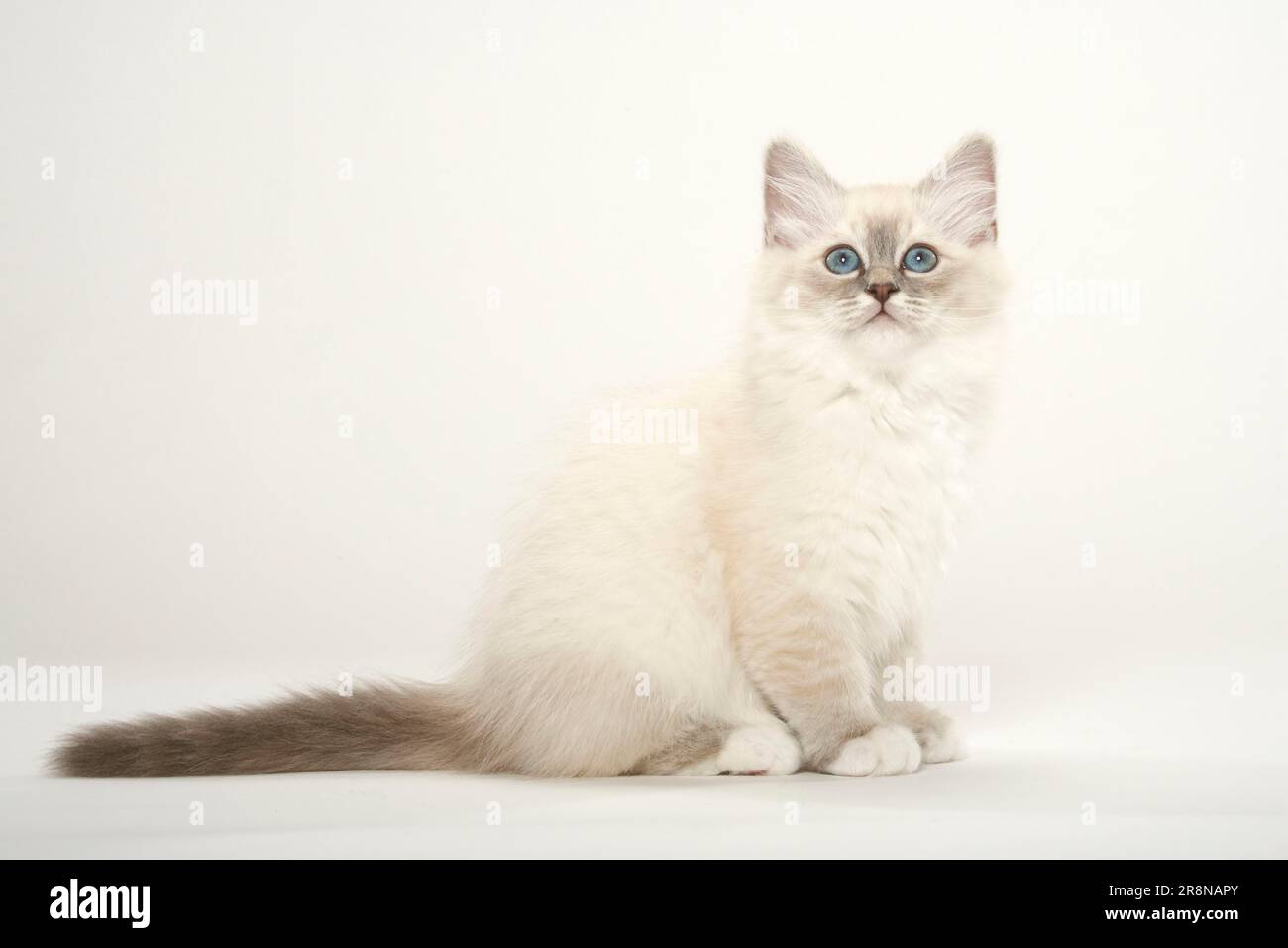 Cat sideways hi-res stock photography and images - Alamy