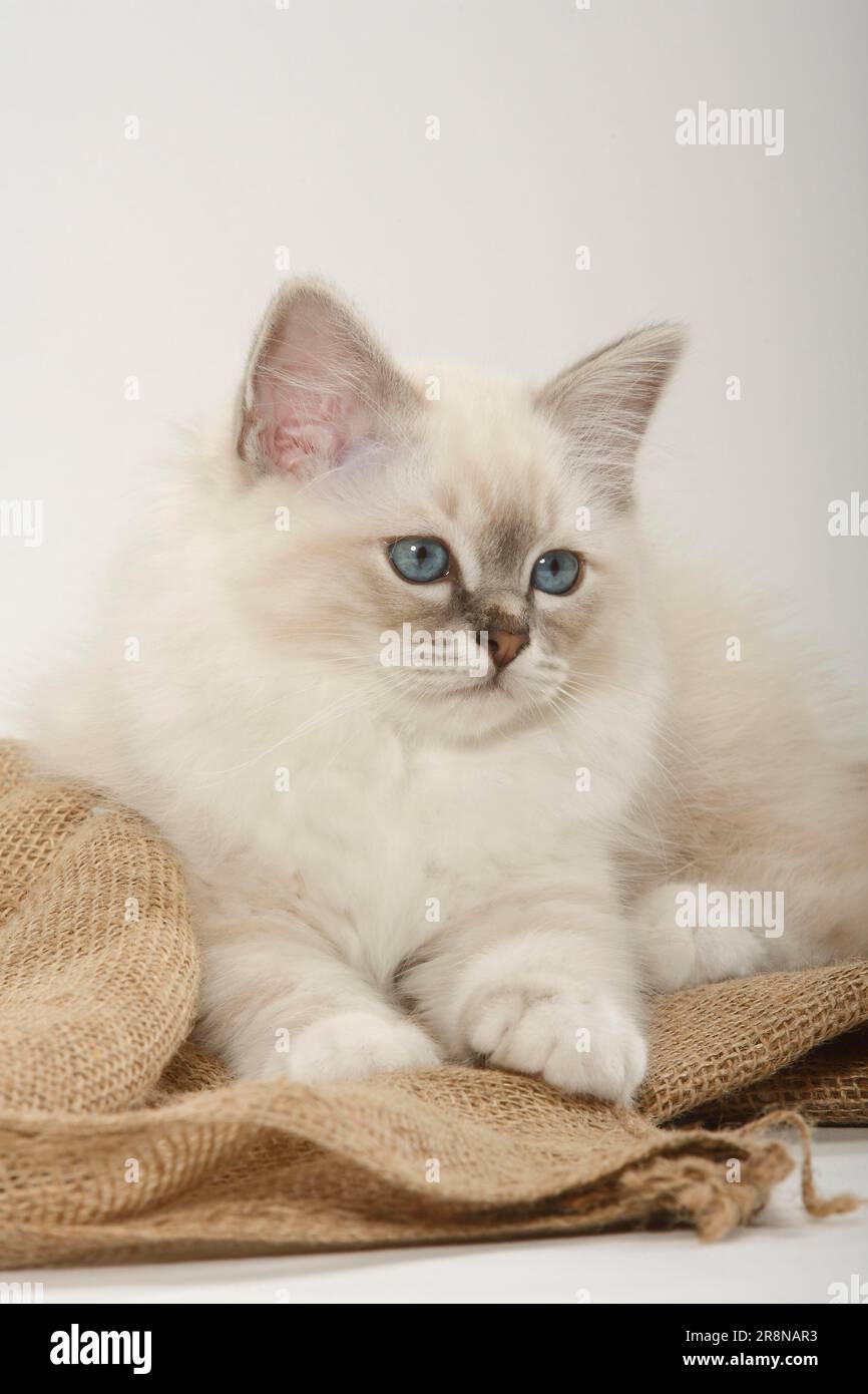 Burmese sacred cat hi-res stock photography and images - Alamy