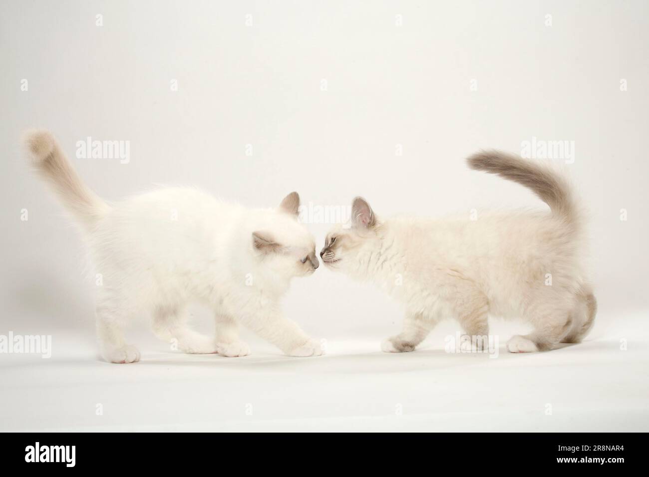 Birman cats, Kittens, Holy birman, Sideways, Greeting, greet each other ...