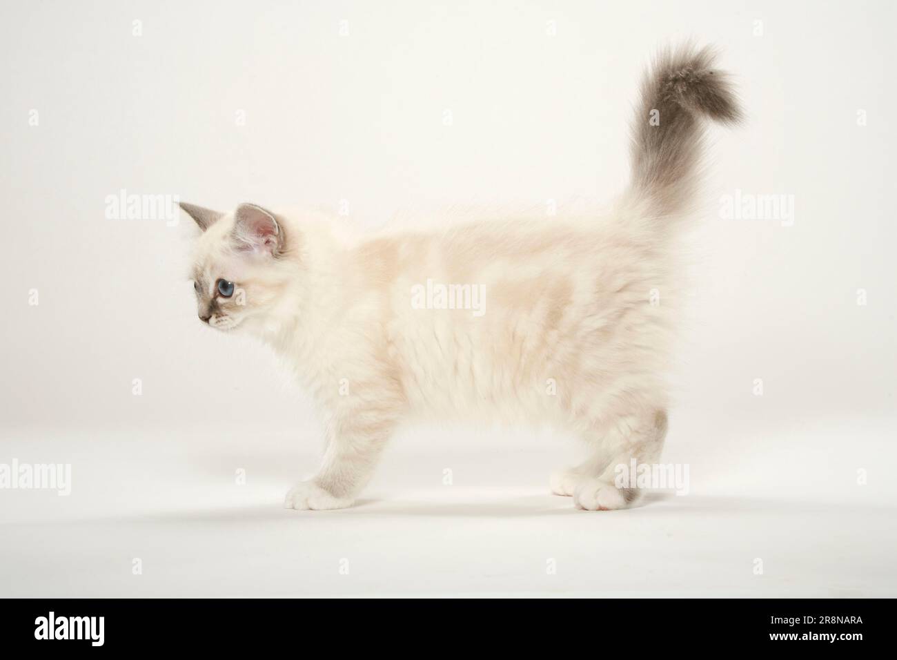 Cat sideways hi-res stock photography and images - Alamy