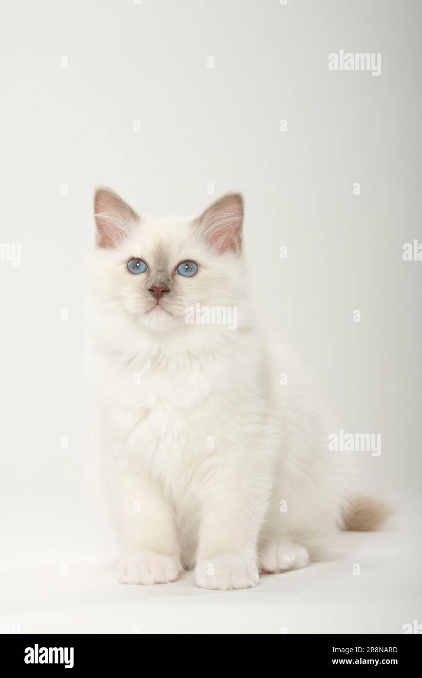 Sacred Cat of Burma, Kitten, Burma Stock Photo - Alamy