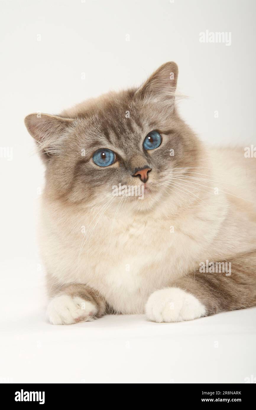Male burmese cat hi-res stock photography and images - Alamy