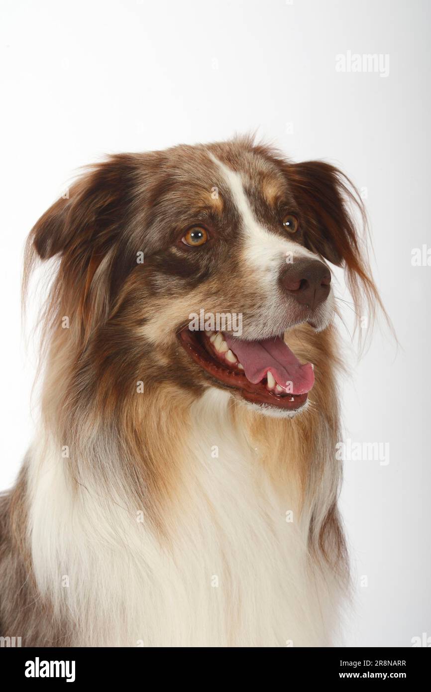 Australian Shepherd, red-merle Stock Photo - Alamy
