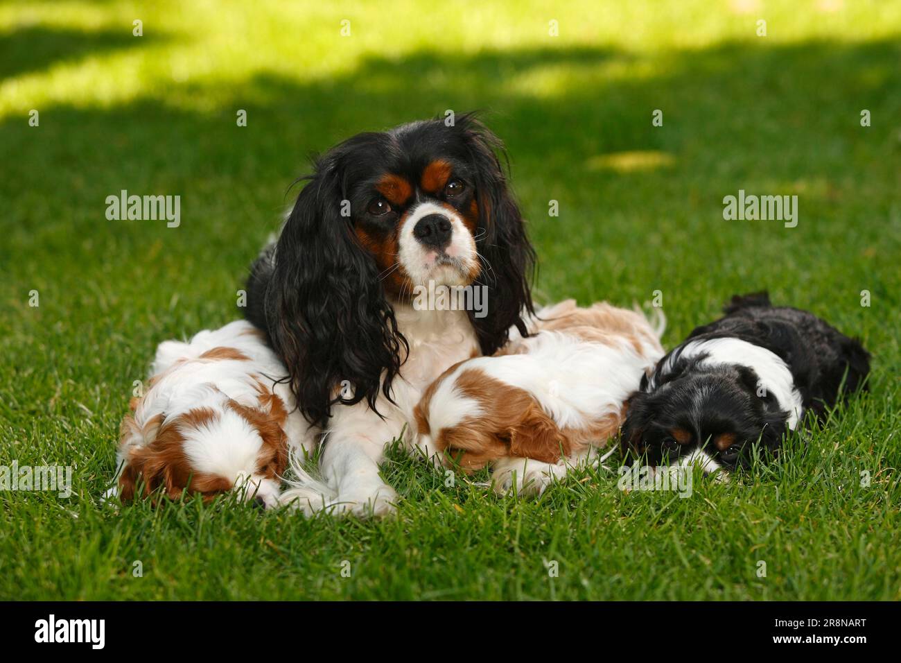 Cavalier King Charles Spaniel, tricolour, with puppies, blenheim and ...