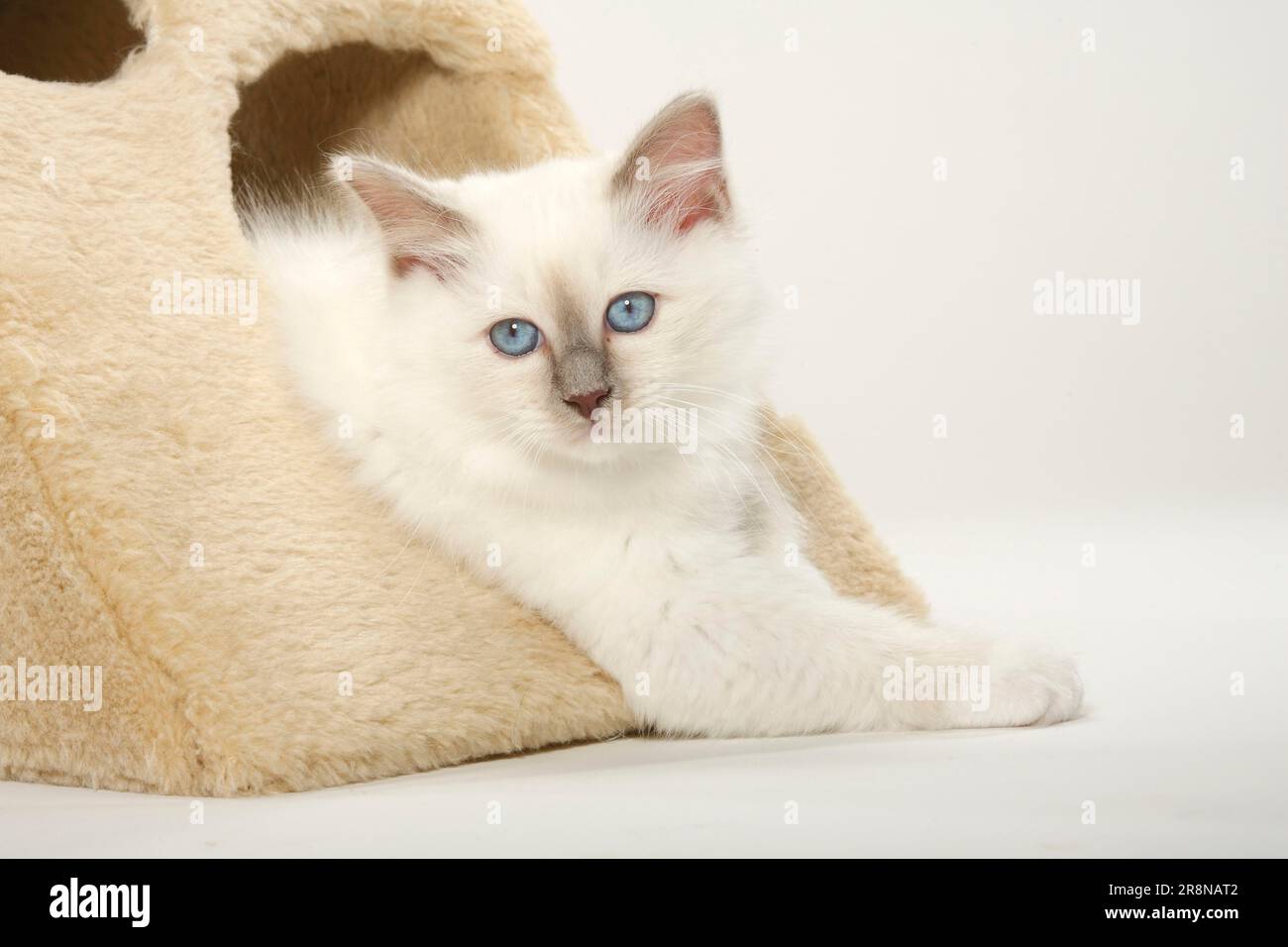 Holy burma cat hi-res stock photography and images - Alamy