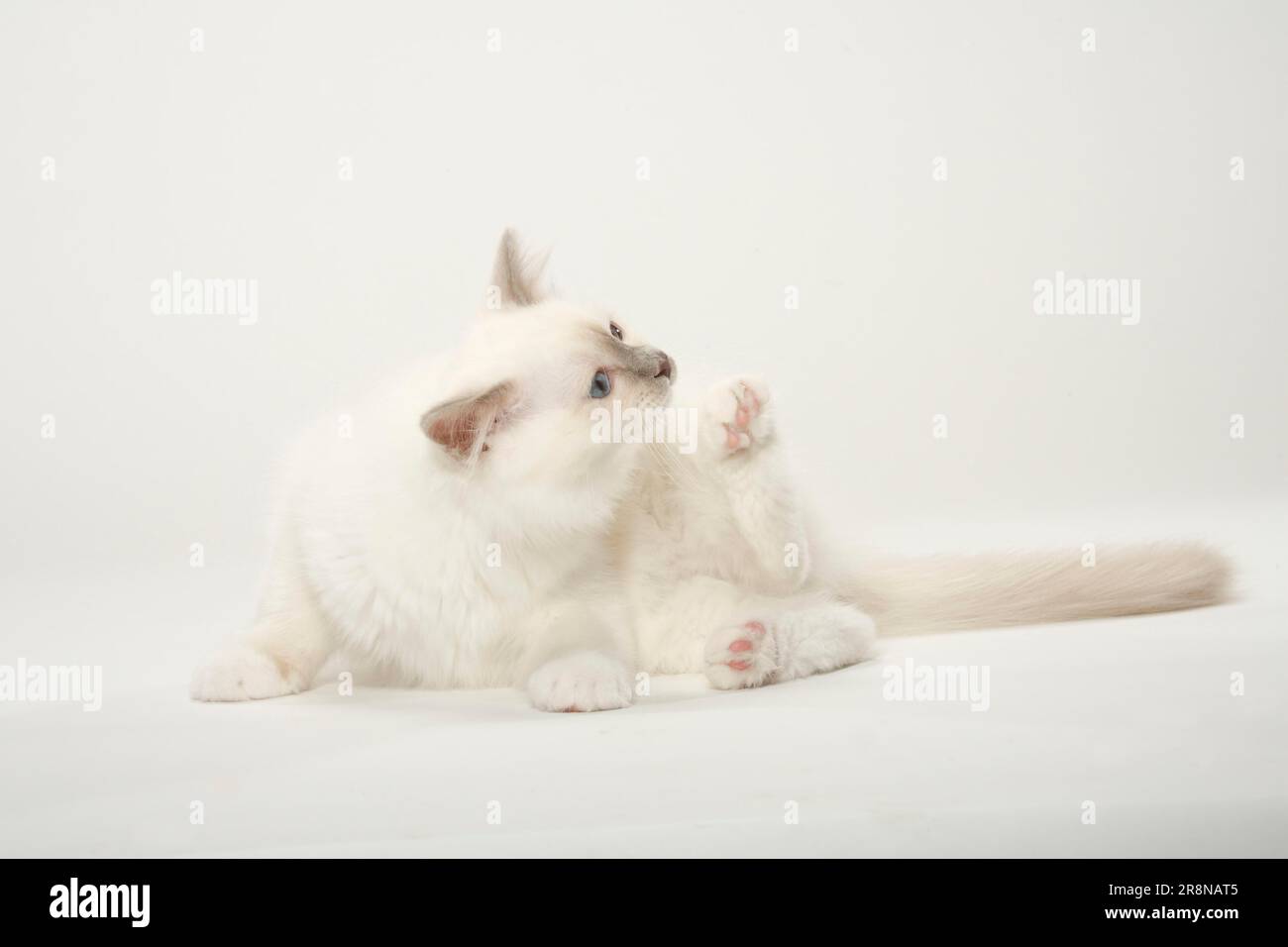 Sacred cat burma kitten hi-res stock photography and images - Alamy
