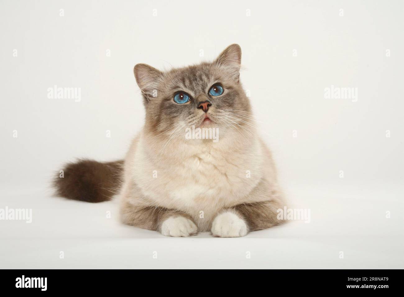 Male burmese cat hi-res stock photography and images - Alamy