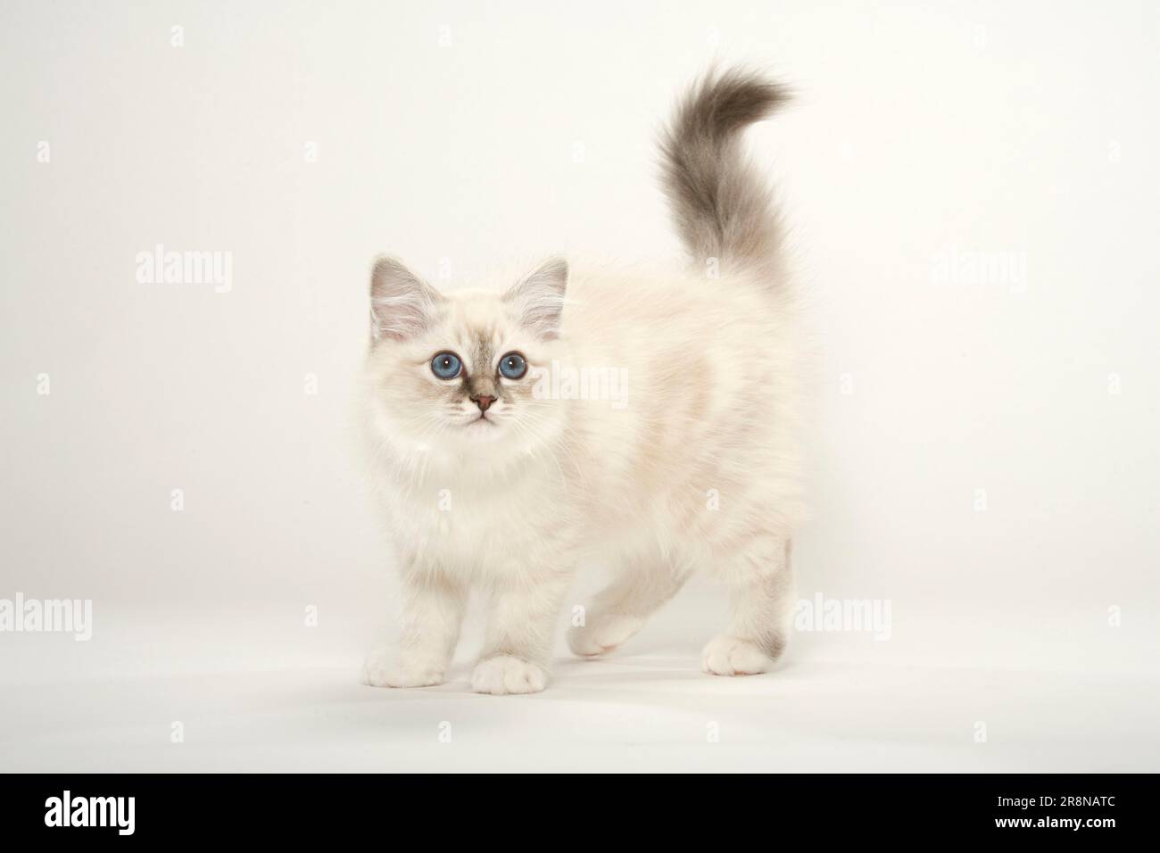 Sacred cat burma kitten hi-res stock photography and images - Alamy