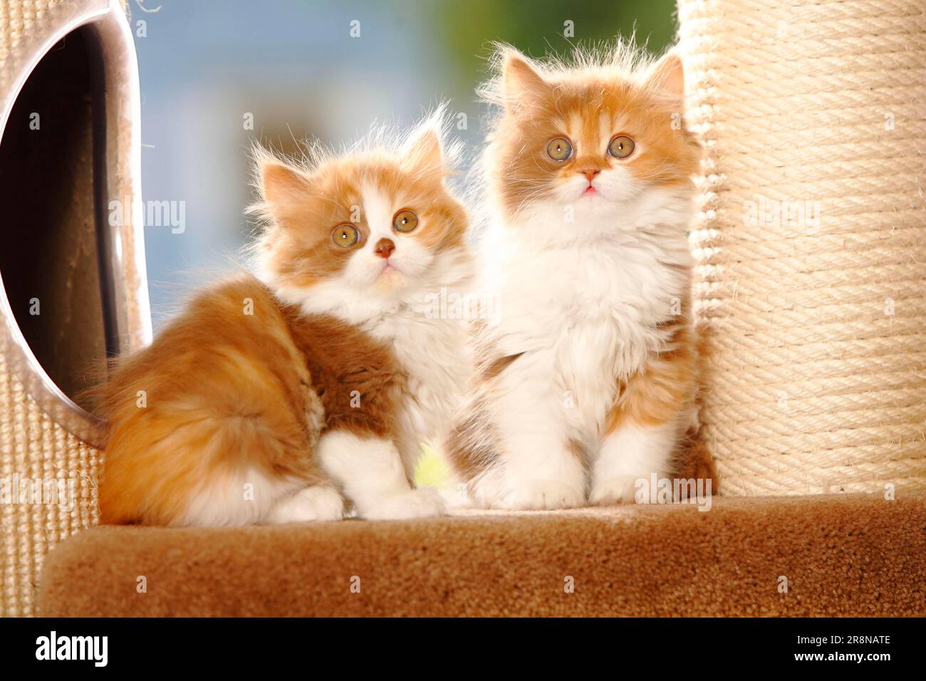British longhair cat, kitten, cinnamon-tortie-white, Highlander ...
