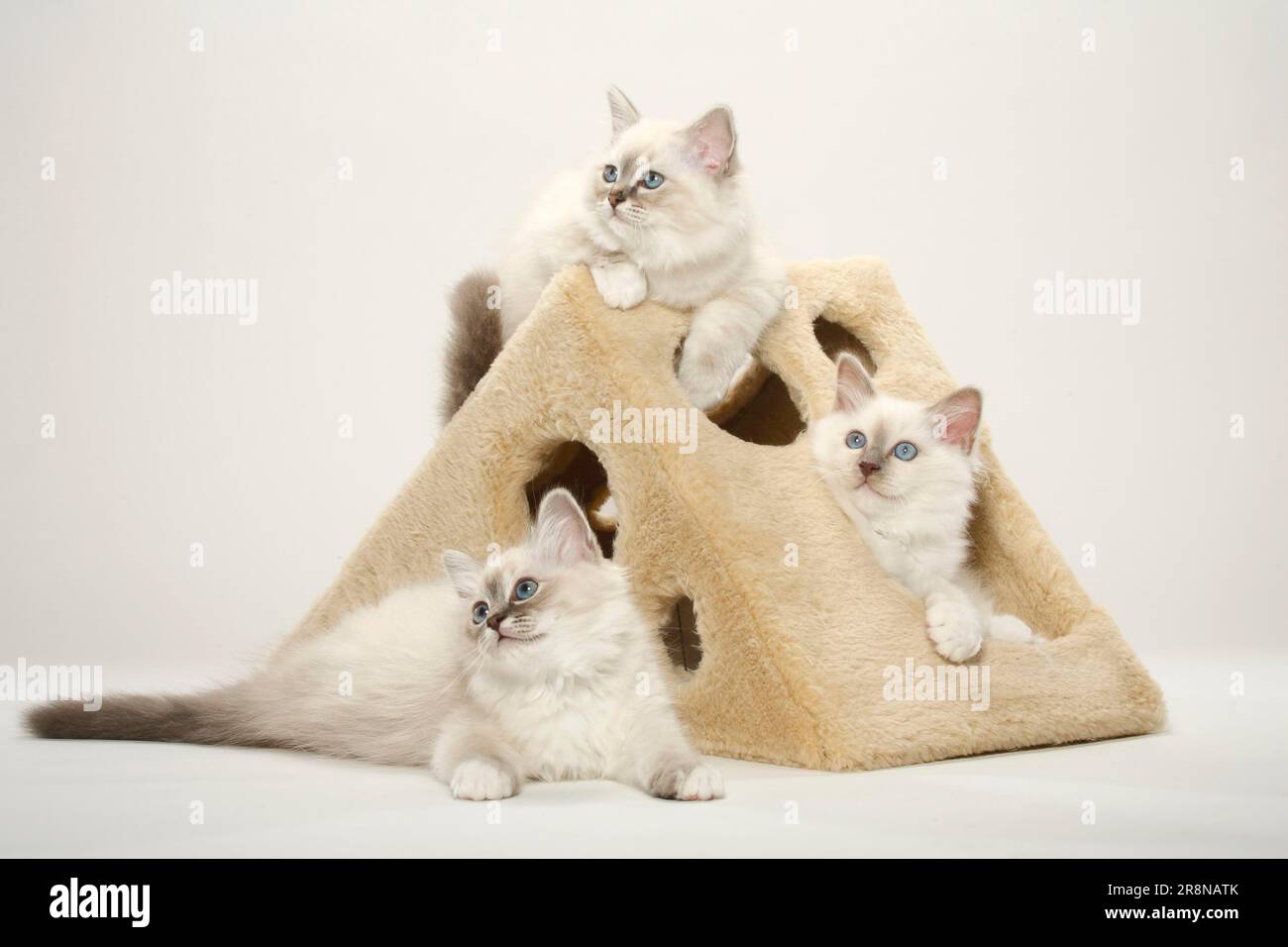 Burmese sacred cat hi-res stock photography and images - Alamy