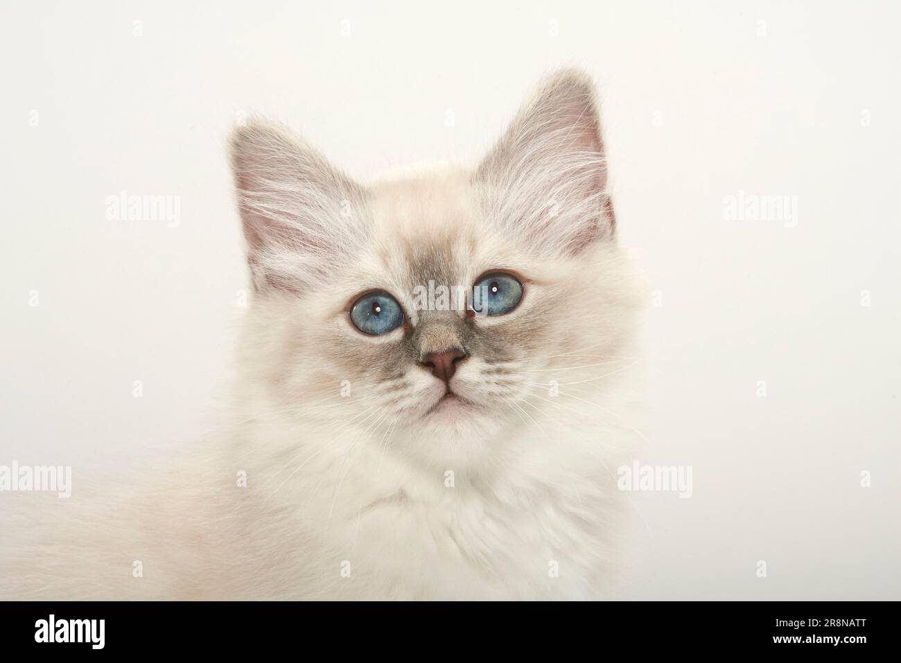Holy burma cat hi-res stock photography and images - Alamy