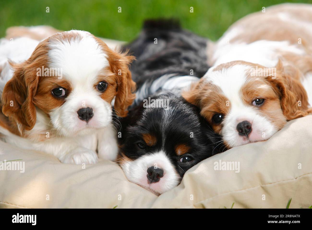 Cavalier King Charles Spaniel Puppies Blenheim And Tricolour 5 Weeks