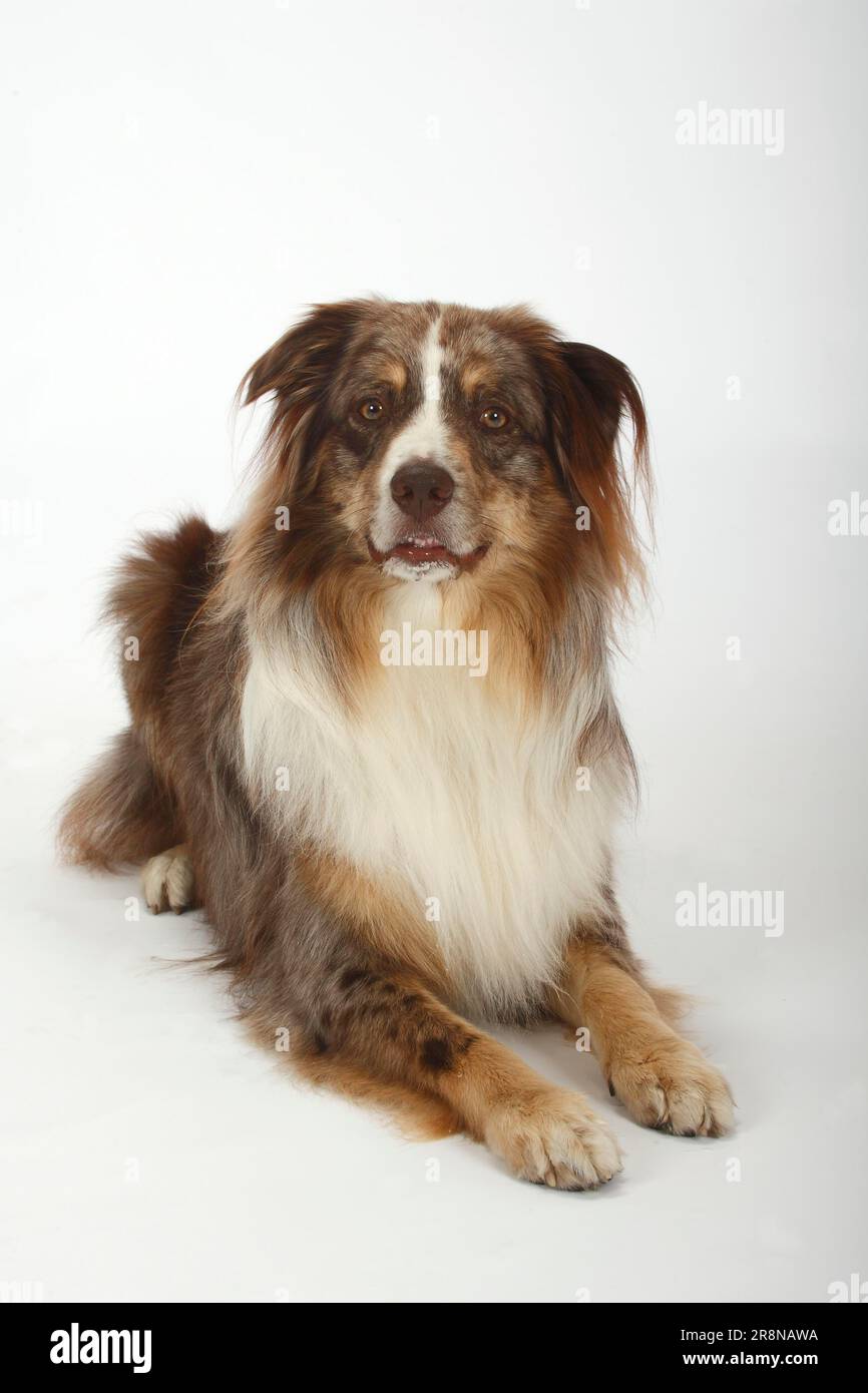 Red merle face hi-res stock photography and images - Alamy
