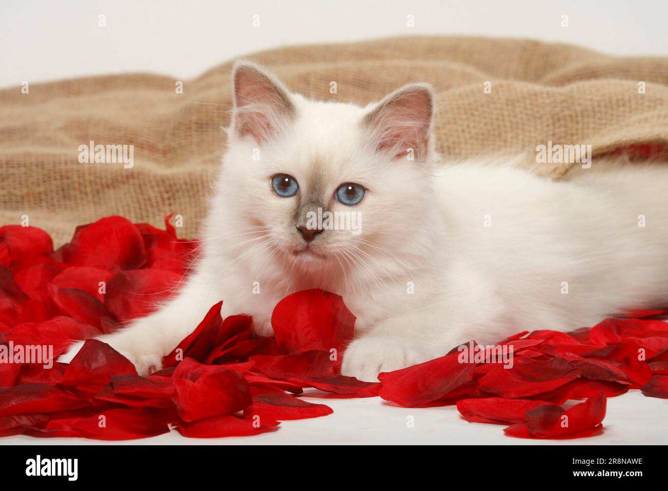 Holy burma cat hi-res stock photography and images - Alamy