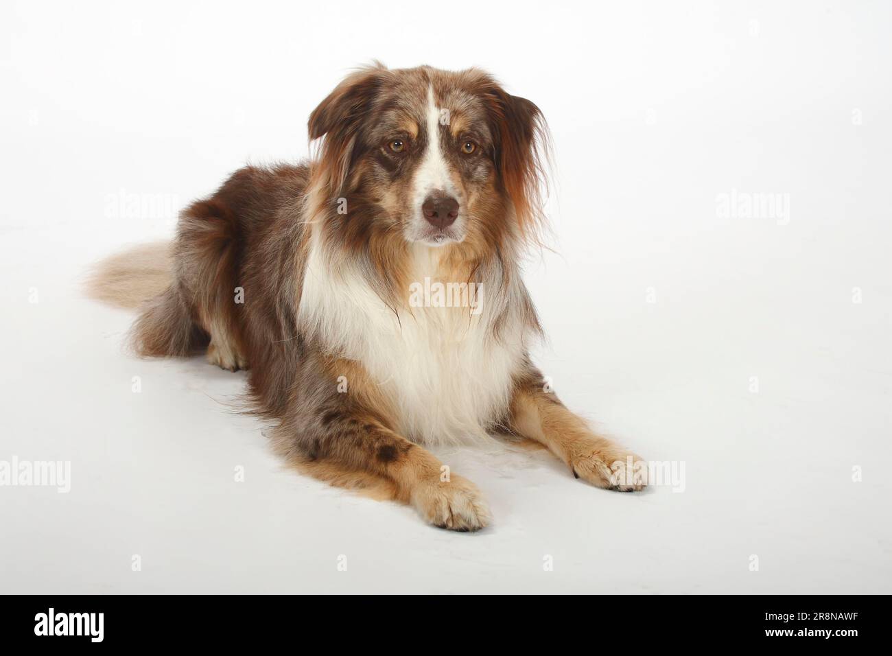 Australian Shepherd, red-merle Stock Photo - Alamy