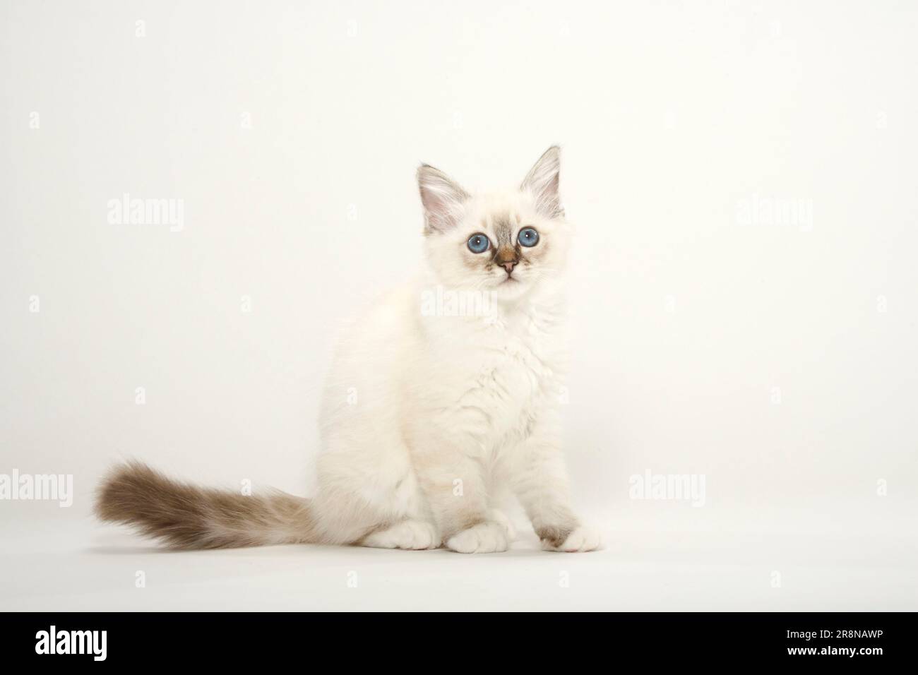 Sacred Cat of Burma, Kitten, Burma Stock Photo - Alamy