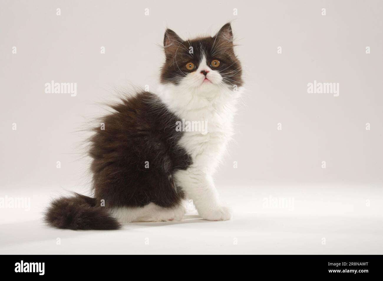 British longhair cat, kitten, black and white, Highlander, Lowlander ...