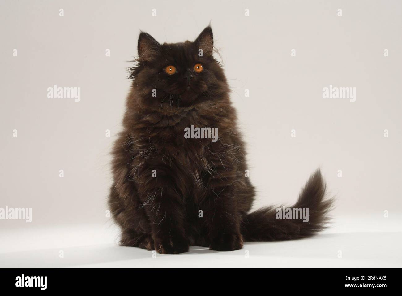 British Longhair Black Kittens
