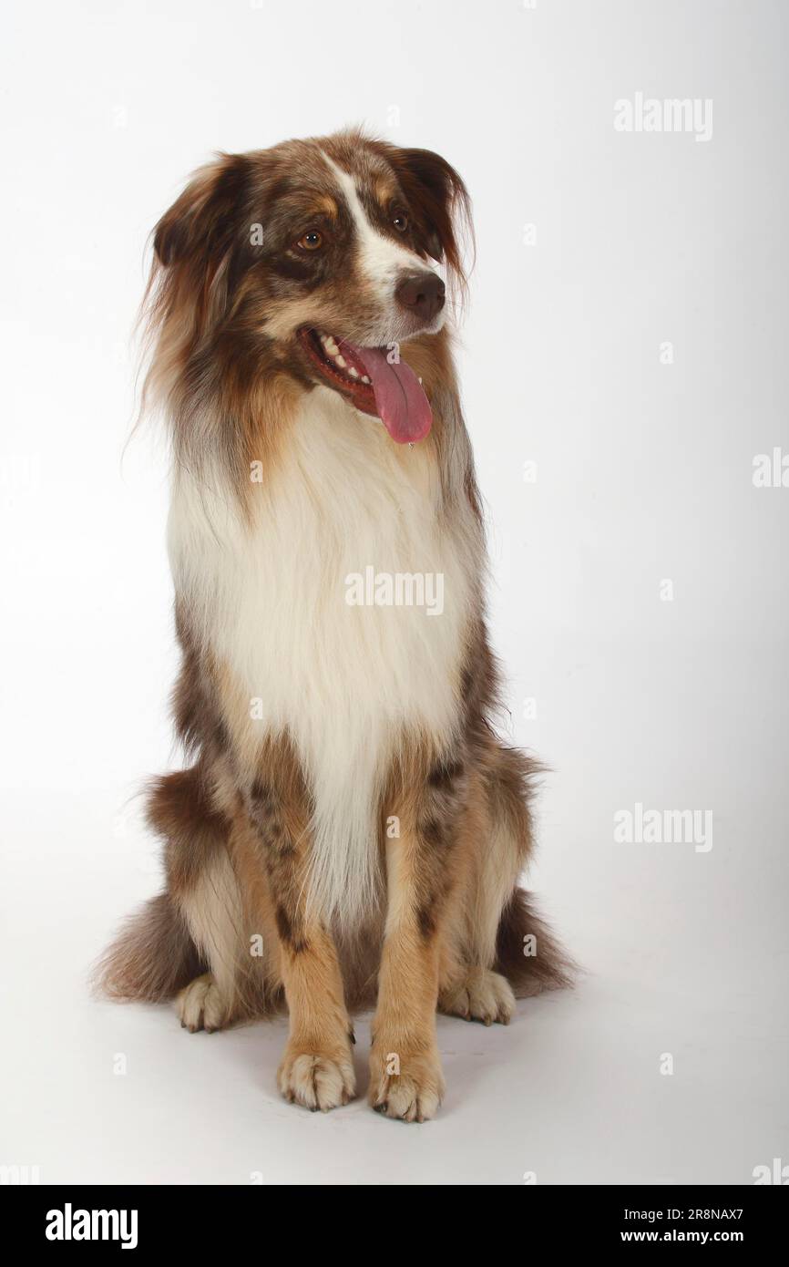 Australian Shepherd, red-merle Stock Photo - Alamy