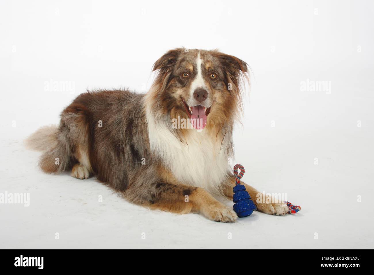 Red merle face hi-res stock photography and images - Alamy