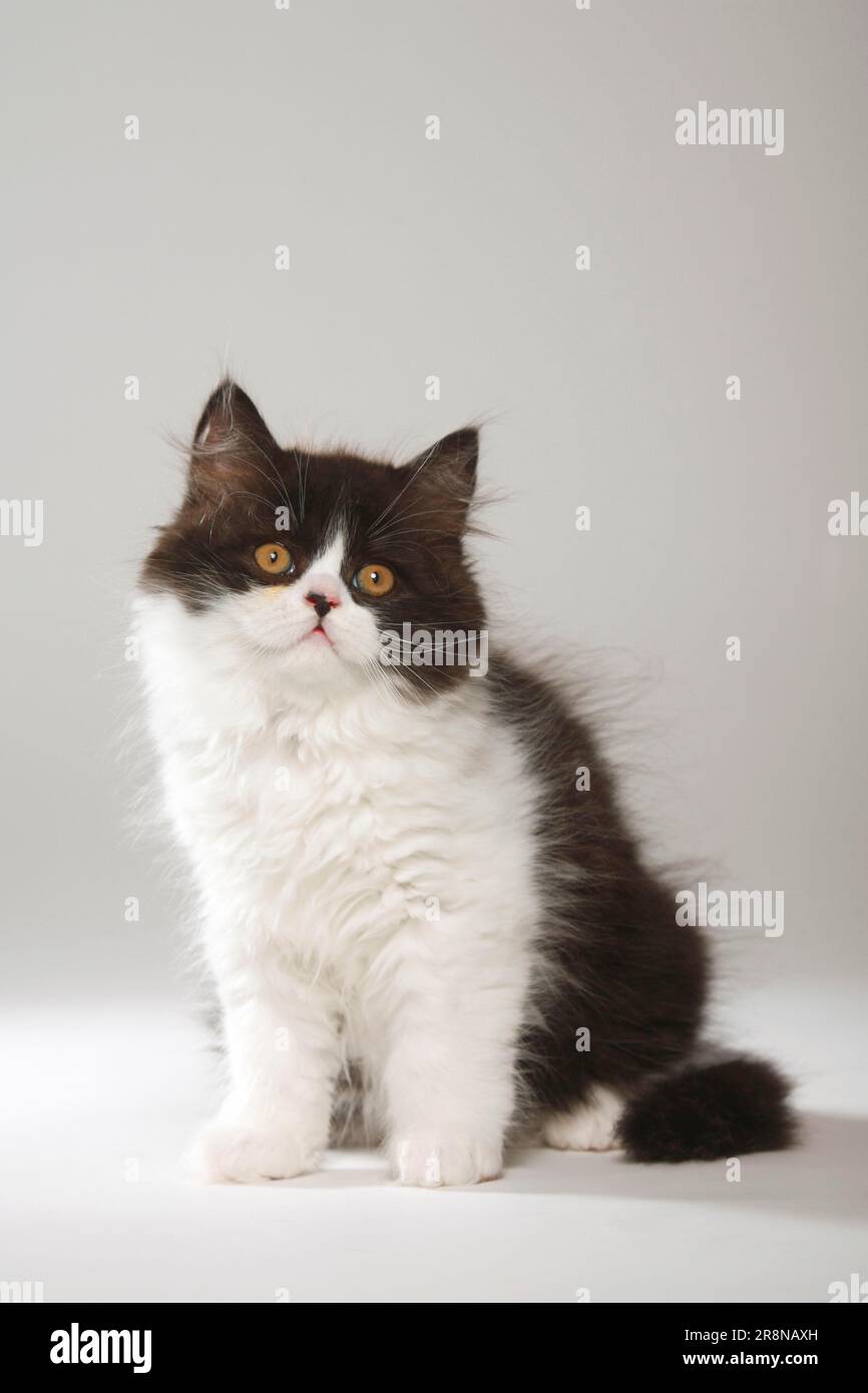 British longhair cat, Kitten, black and white, Highlander, Lowlander ...