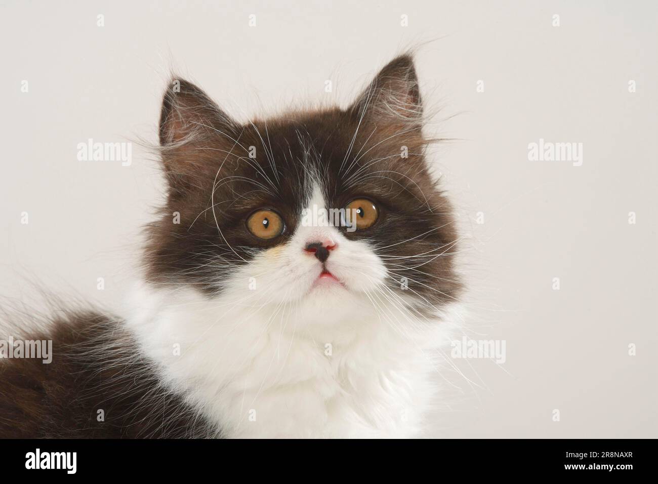 British longhair cat, Kitten, black and white, Highlander, Lowlander ...