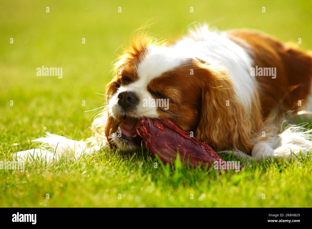 Cavalier King Charles Spaniel, Blenheim, eats raw meat, raw bones, ribs ...
