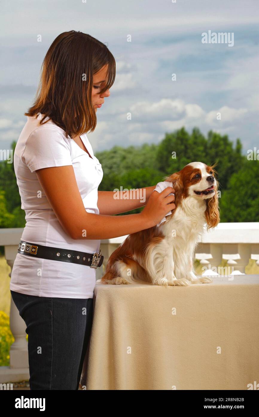 Girl cleans Cavalier King Charles Spaniel ear, Blenheim, clean, wipe ...