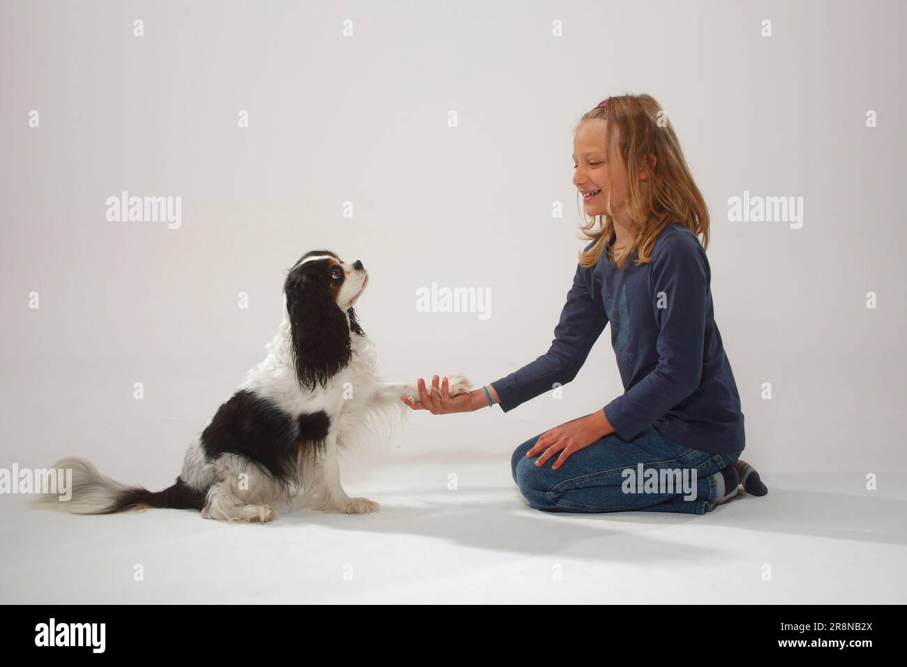 Girl and Cavalier King Charles Spaniel, tricolour, give paw, give paw ...