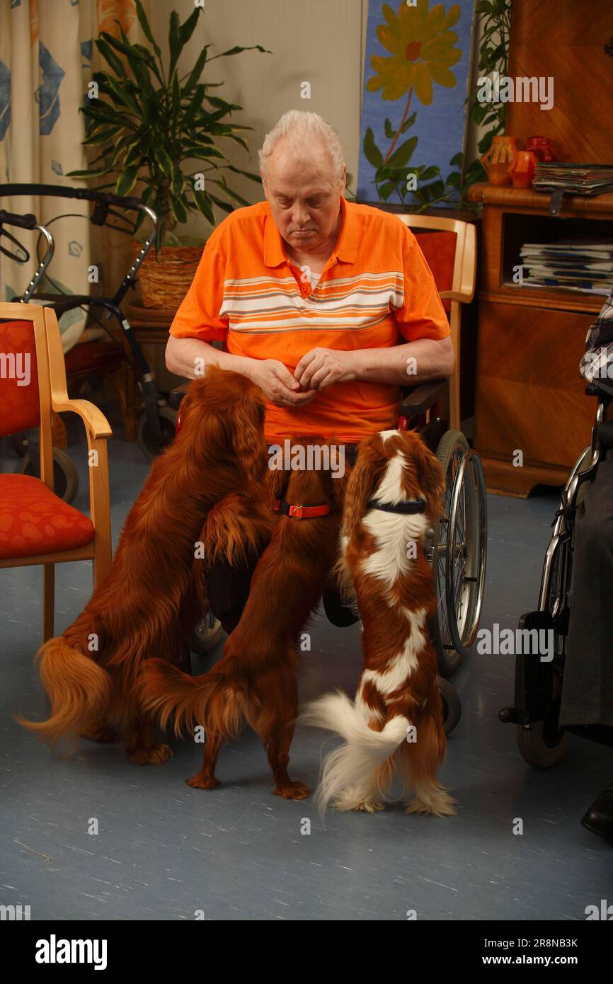 Senior with Cavalier-King-Charles-Spaniel, ruby and Blenheim, dog ...