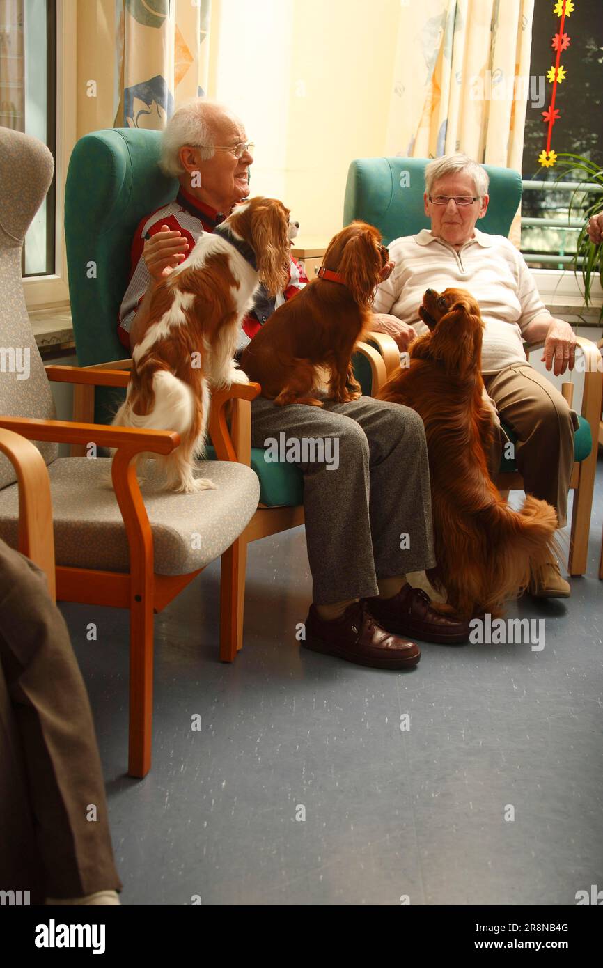 Senior citizens with Cavalier King Charles Spaniel, ruby and Blenheim ...