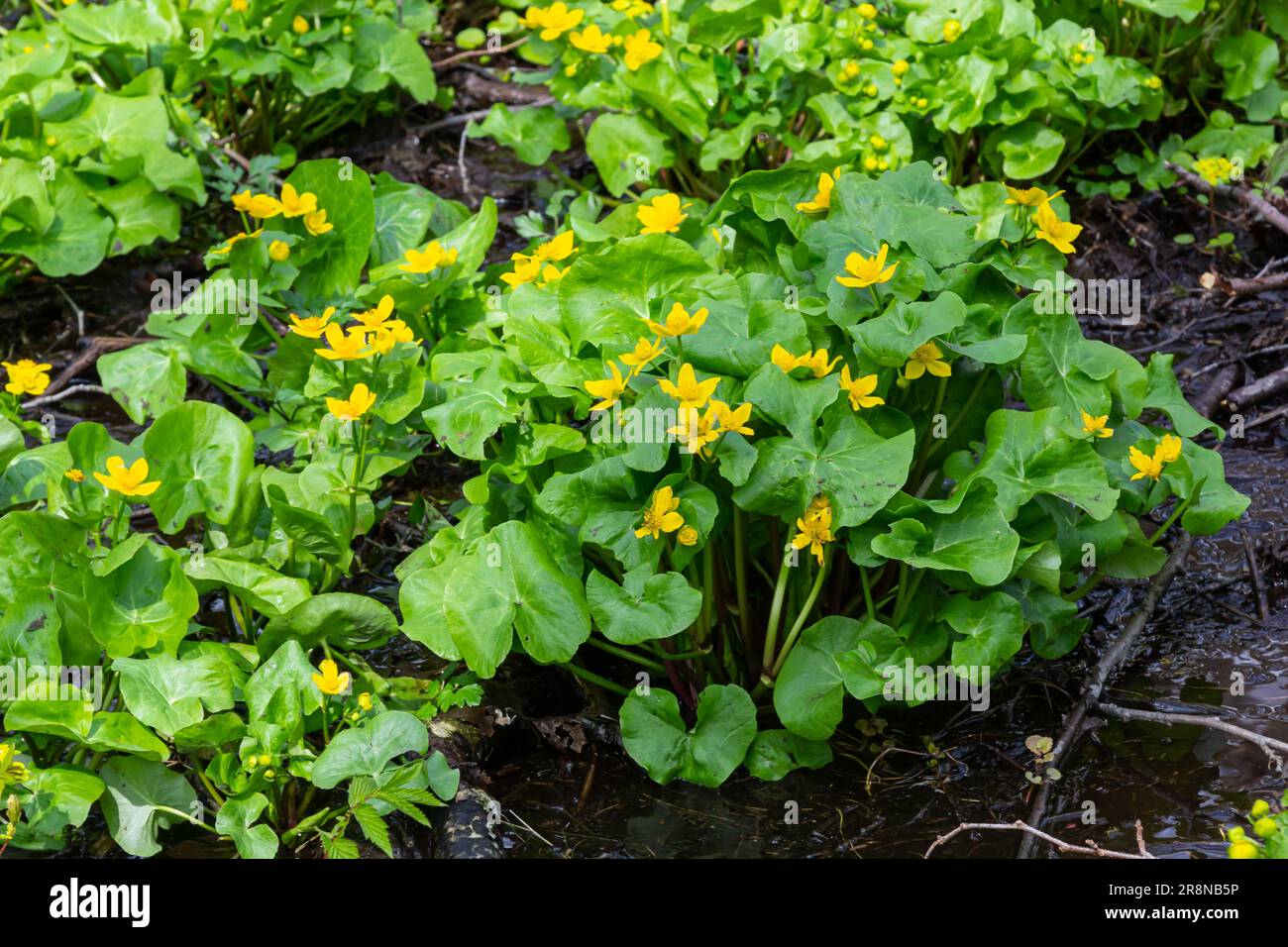In spring, caltha palustris grows in the moist alder forest. Early ...