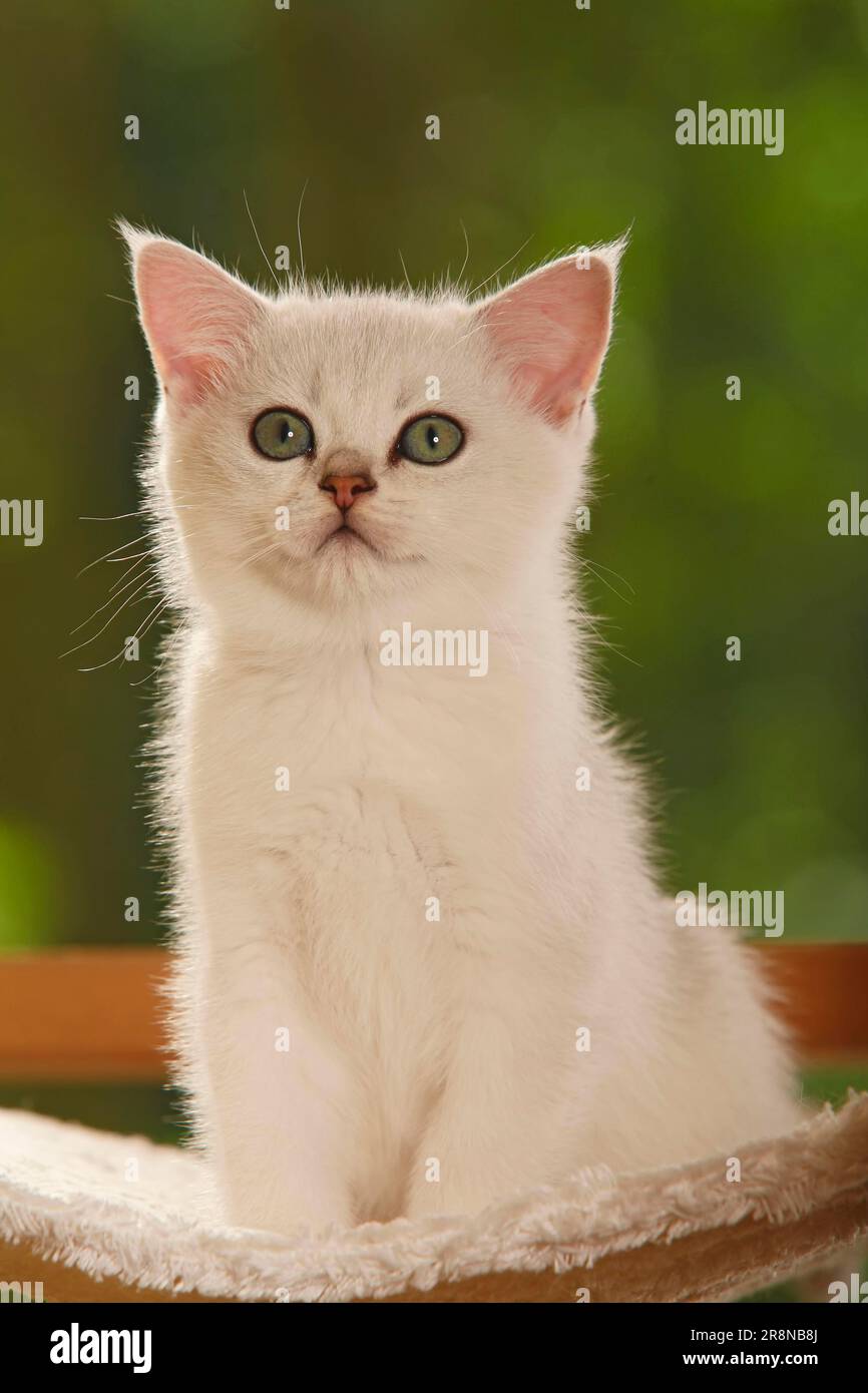 British shorthair cat, kitten, silver-shaded, BKH Stock Photo - Alamy