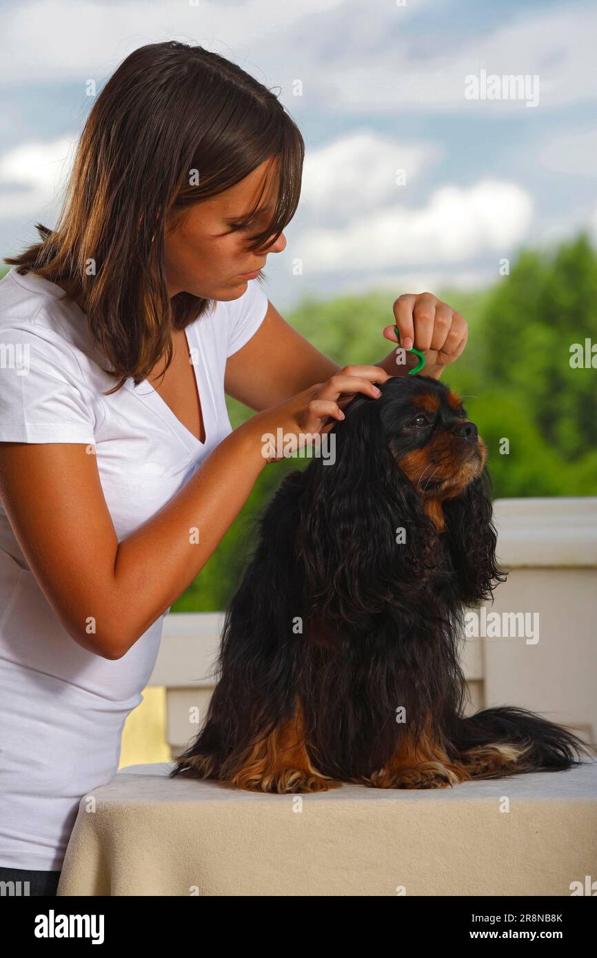 Tick dog spaniel hi-res stock photography and images - Alamy