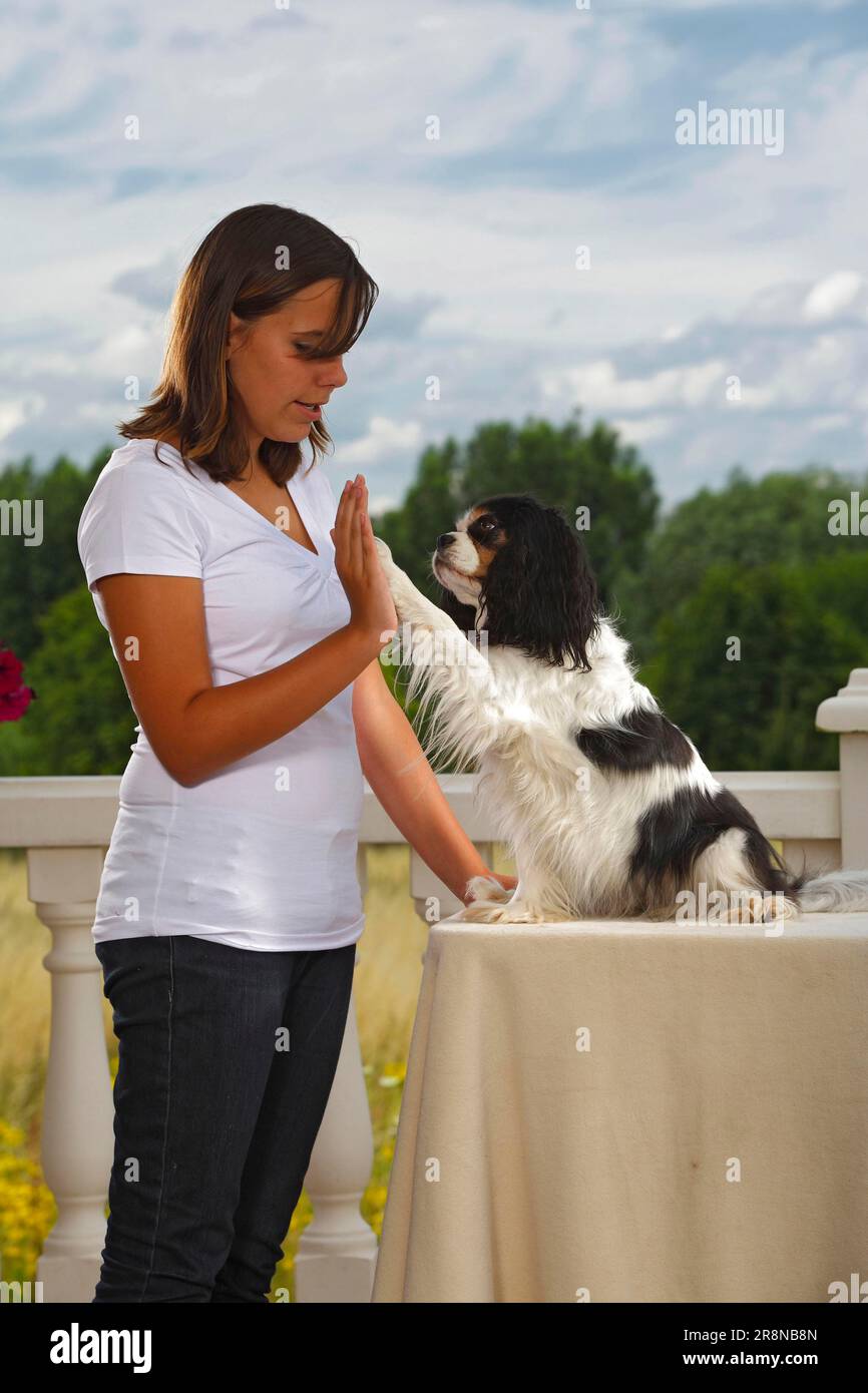 Cavalier King Charles Spaniel girl, tricolour, give paw, pawing, trick ...