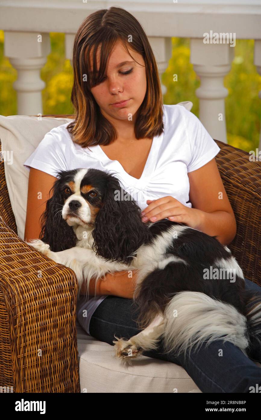 Girl with Cavalier King Charles Spaniel, tricolour, on lap, petting ...