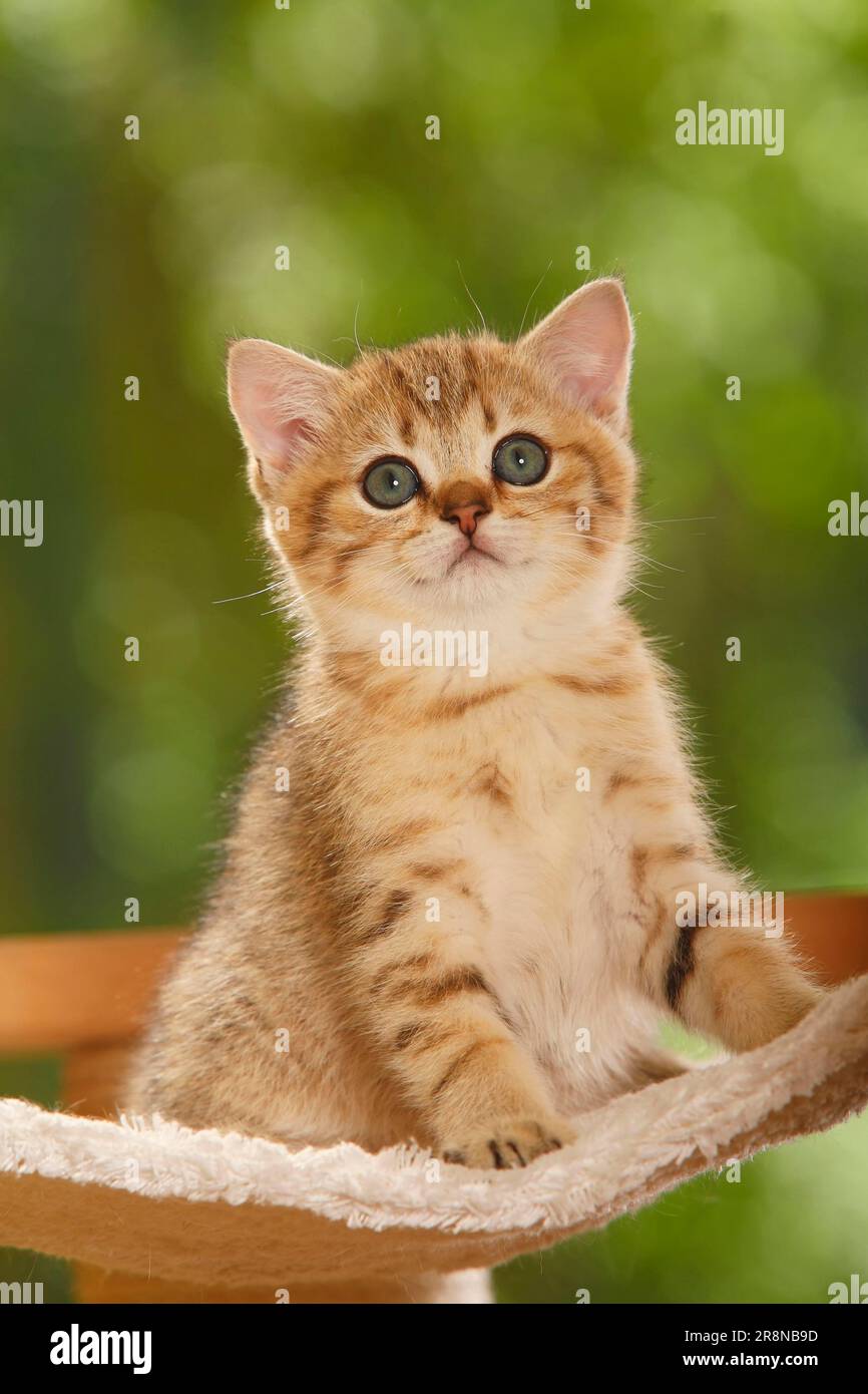 British shorthair cat, kitten, golden-mackerel-tabby, BKH Stock Photo ...