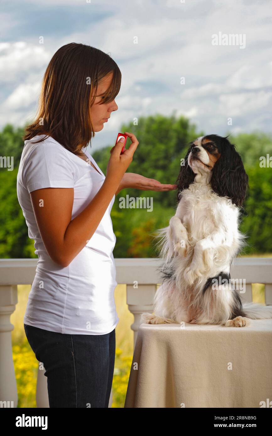 Girl with Cavalier King Charles Spaniel, tricolour, clicker training ...