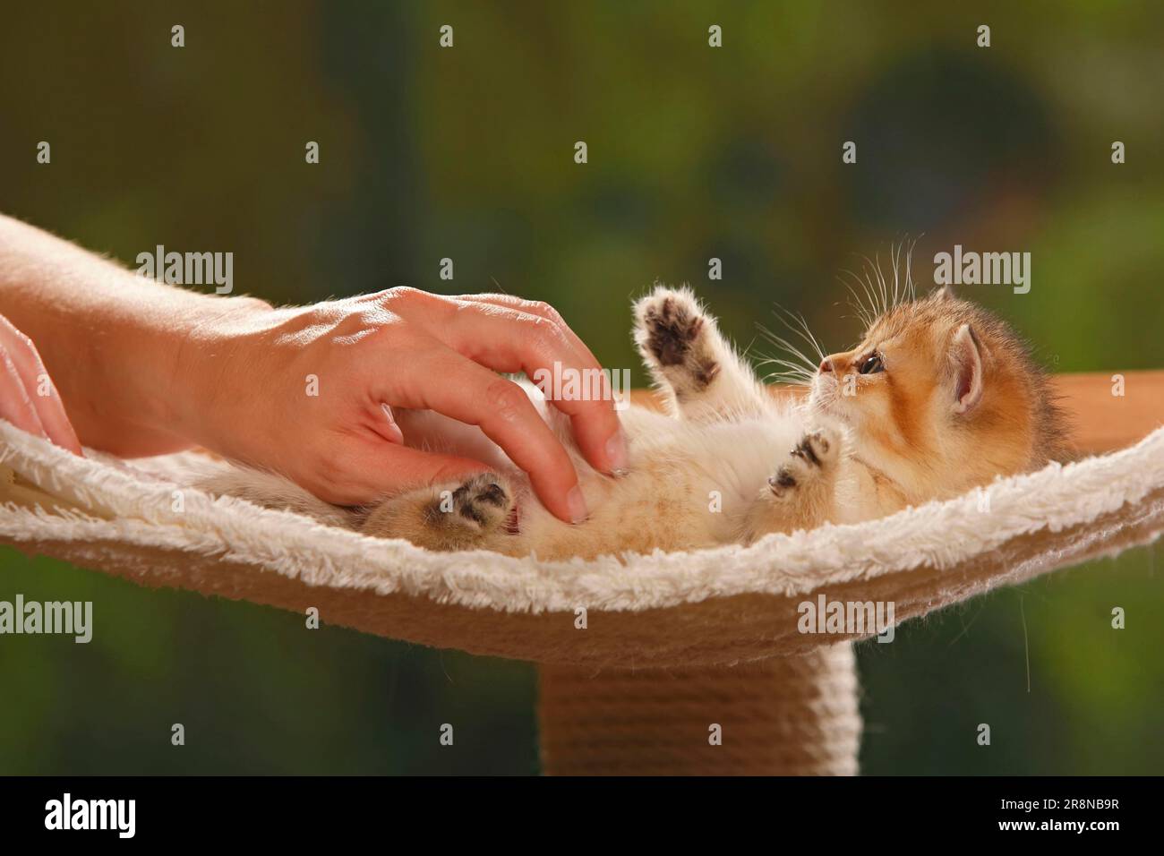 British shorthair, kitten, golden-ticked-tabby, gets belly stroked, BKH ...