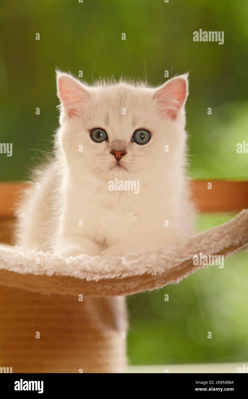 British shorthair cat, kitten, silver-shaded, BKH Stock Photo - Alamy