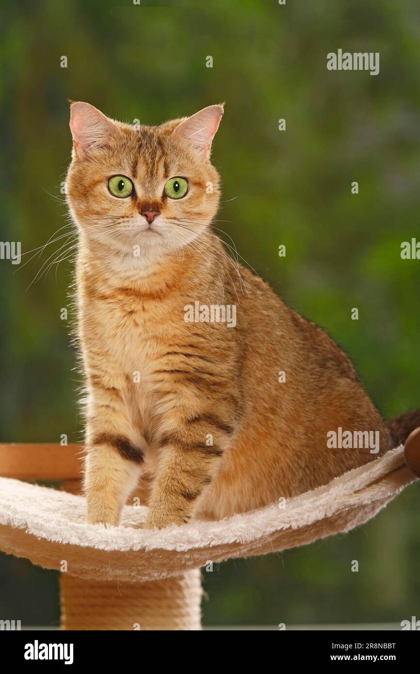 British shorthair cat, golden-mackerel-tabby, BKH Stock Photo - Alamy