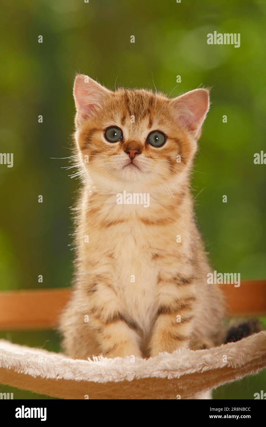 British shorthair cat, kitten, golden-mackerel-tabby, BKH Stock Photo ...