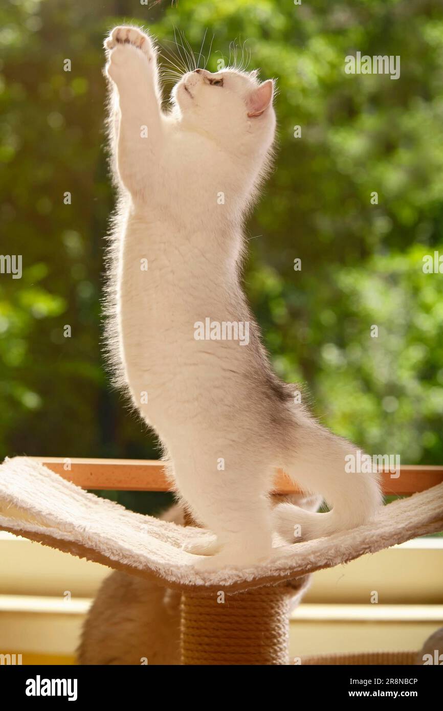 British shorthair cat, kitten, silver-shaded, BKH, lateral Stock Photo ...