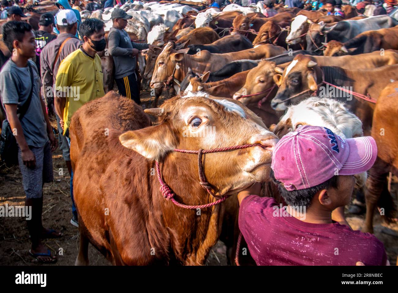 The Jonggol Animal Market in Bogor Regency, the largest livestock ...