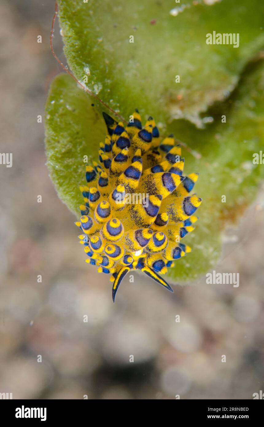 Ornate Stiliger Sea Slug, Stiliger ornatus, Bulakan Slope dive site ...