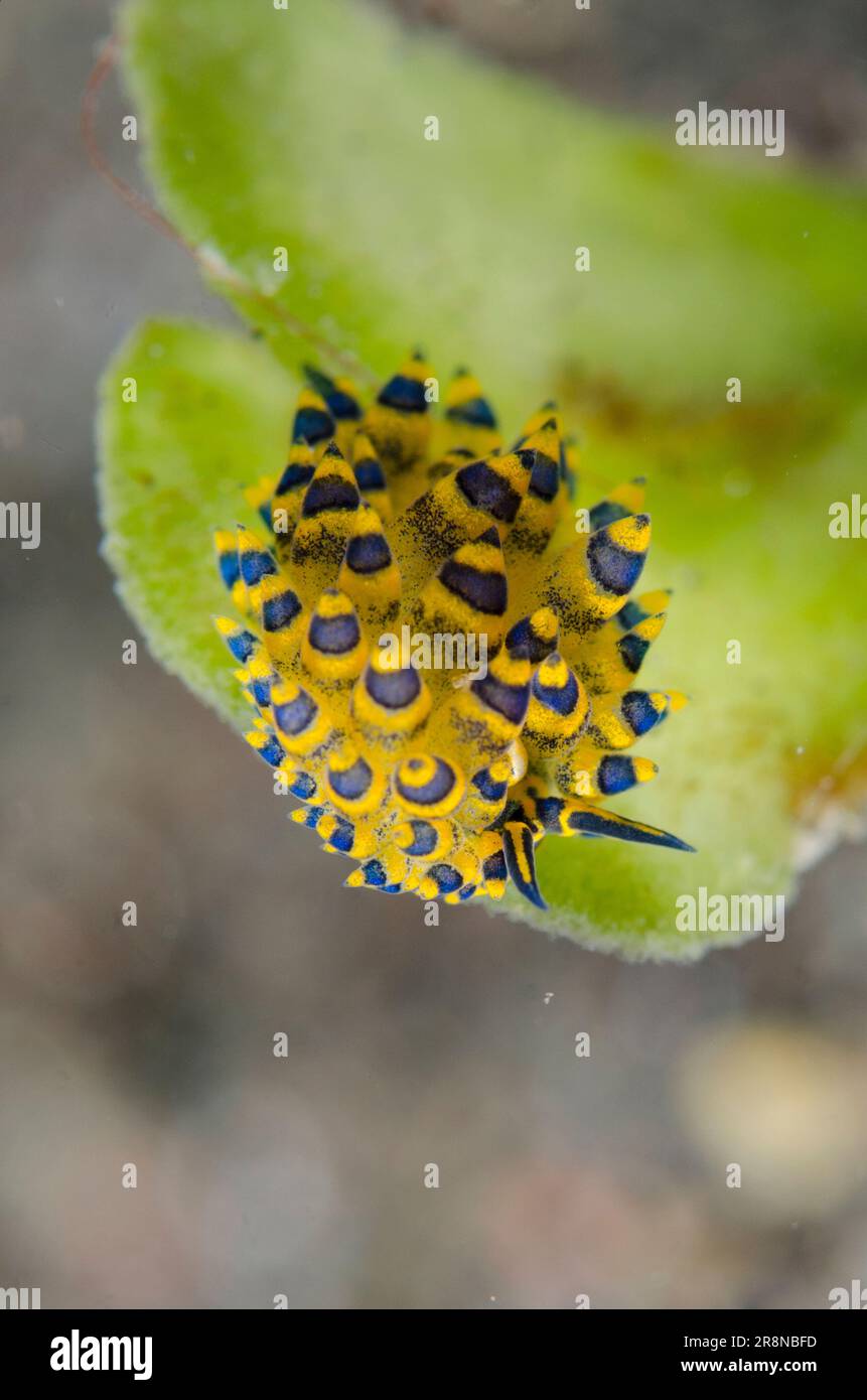 Ornate Stiliger Sea Slug, Stiliger ornatus, Bulakan Slope dive site ...