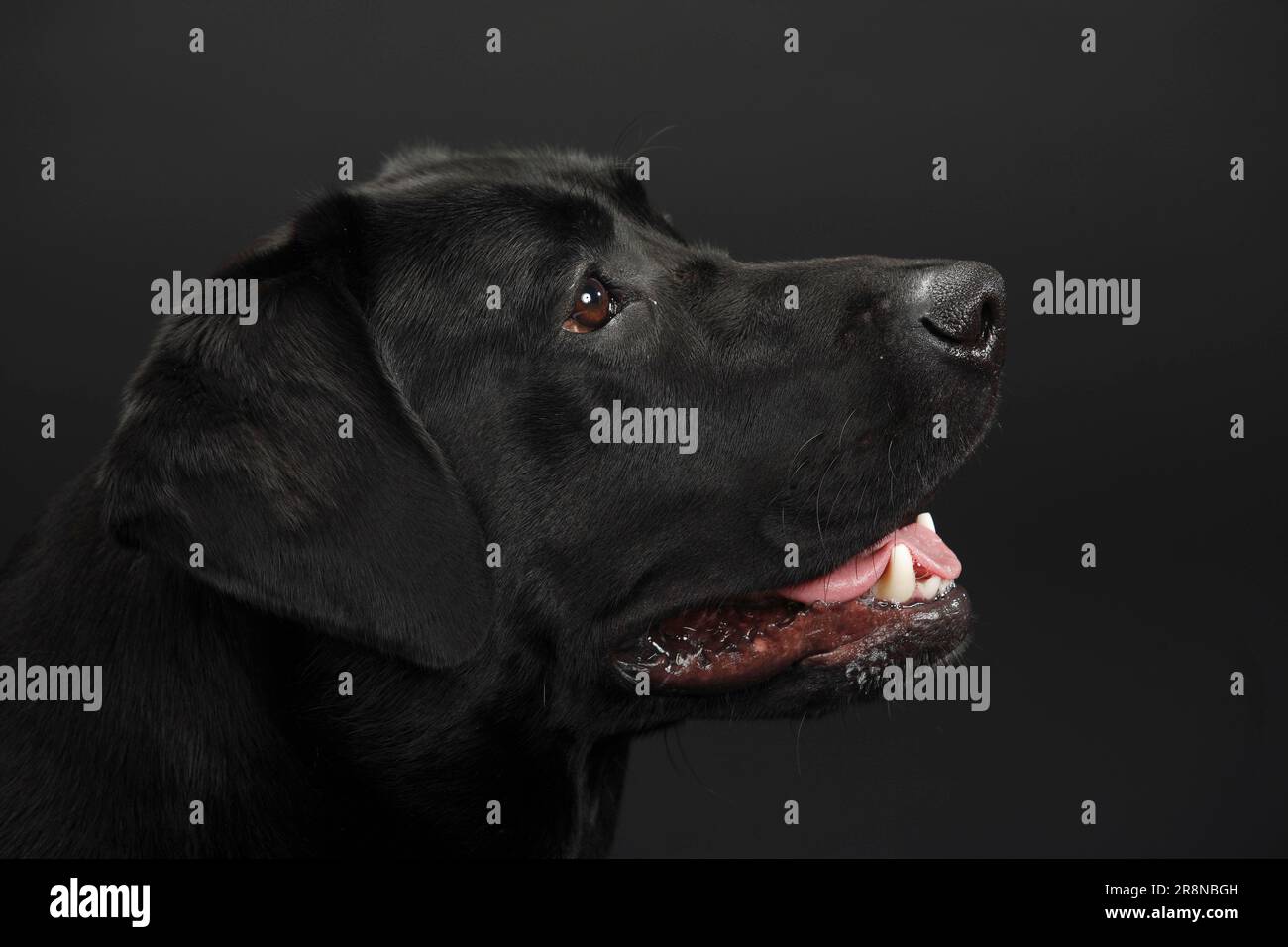 Labrador retriever, black, lateral, profile Stock Photo - Alamy